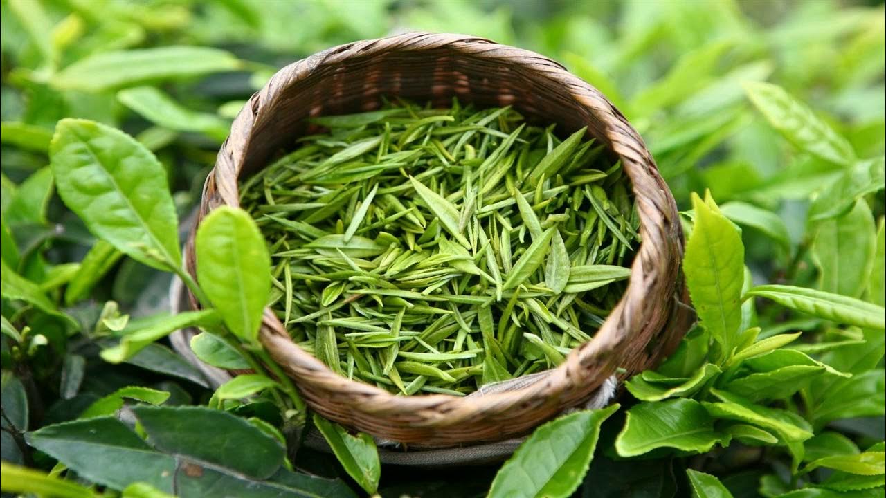 How to Choose the Best Organic Loose Leaf Tea Online | Teavoila ...
